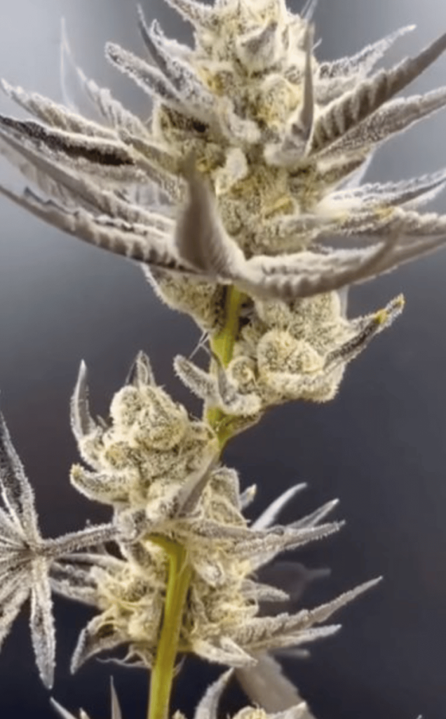 In House Genetics – King Bling (5-Pack) - Trophy Seeds
